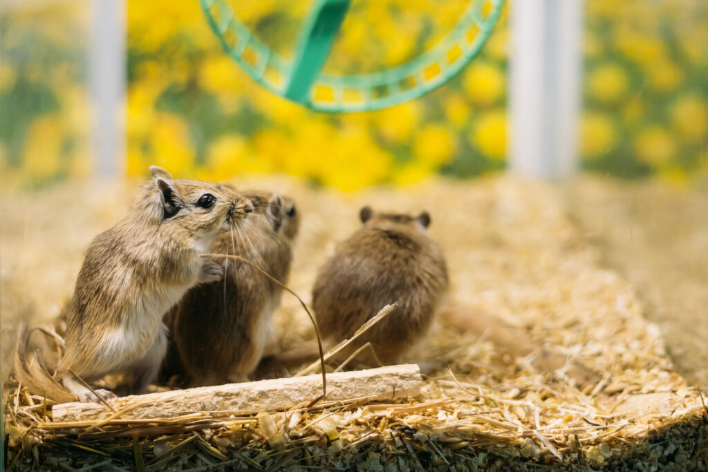 How to Avoid Rodent Infestation in Apartment Building - Blog