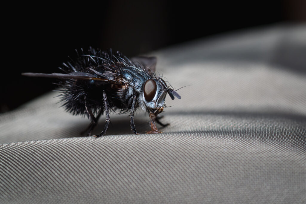 An Effective Guide On House Flies - Tracker Pest Solutions